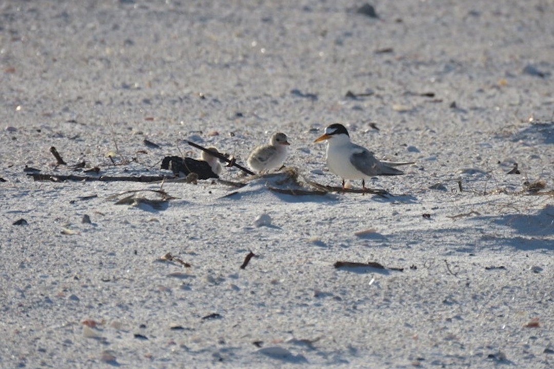 Shorebird colonies on Longboat continue solid nesting season | Your ...