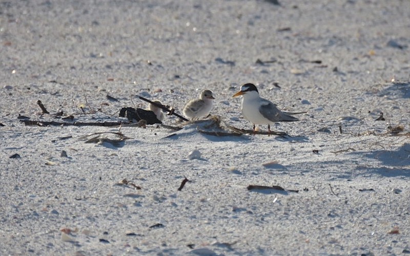 Longboat Key | News, Neighbors, Real Estate | Your Observer