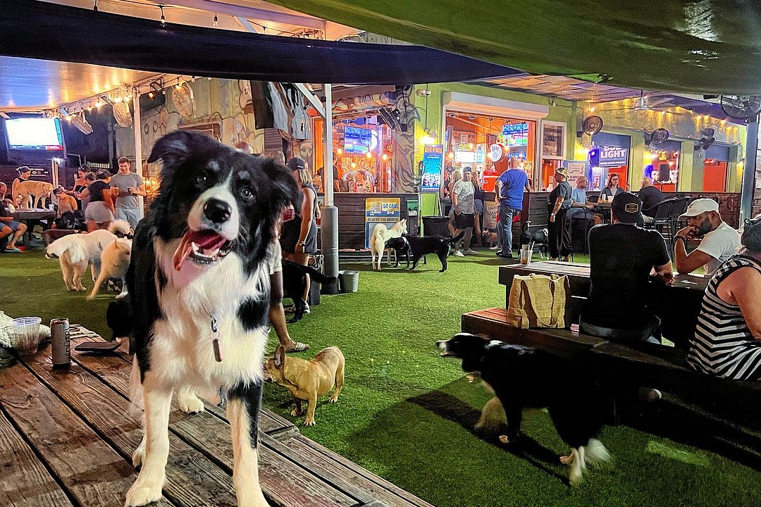 2 dog bars in region on USA Today’s 10 best list for 2024 | Business ...