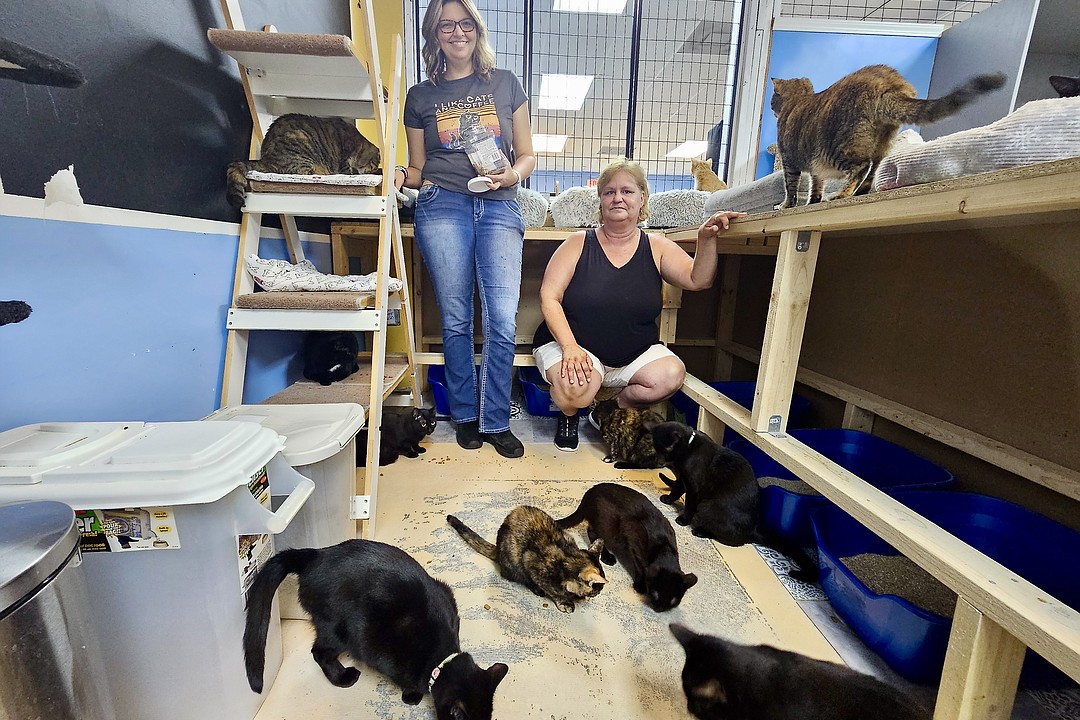 Nonprofit cat rescue Community Cats of Palm Coast faces potential ...