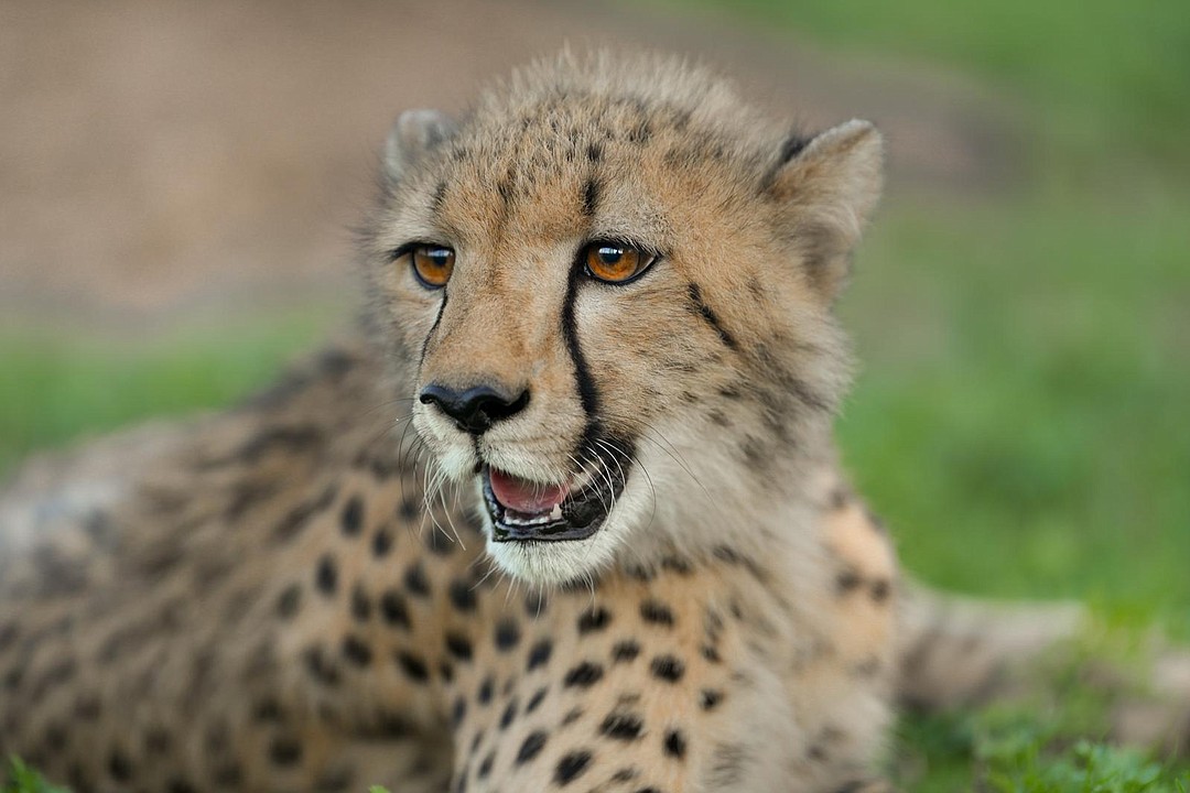 Big Cat Habitat adopts first cheetah | Your Observer