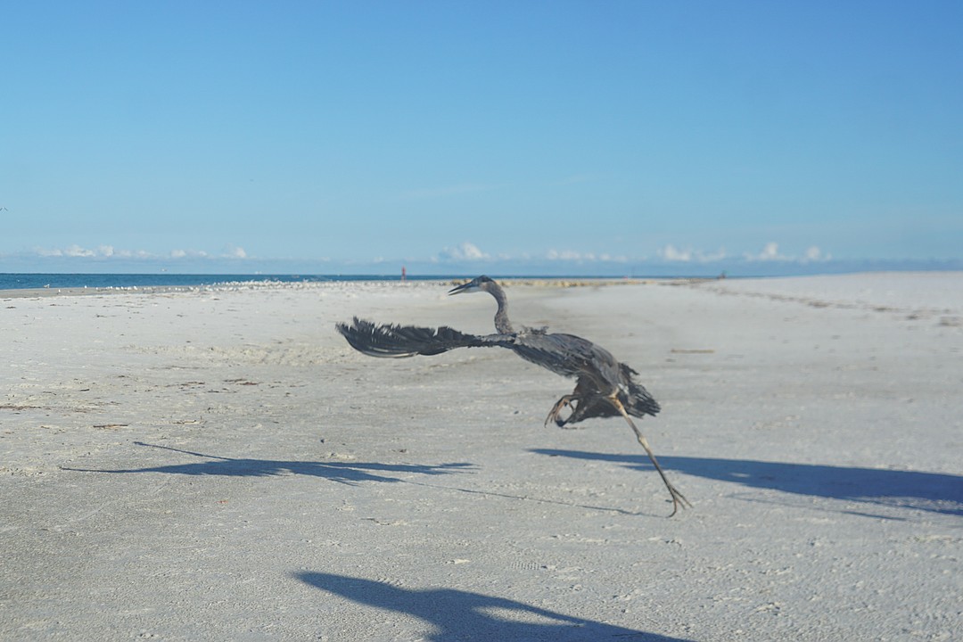 Great blue heron rescued earlier this summer released after ...