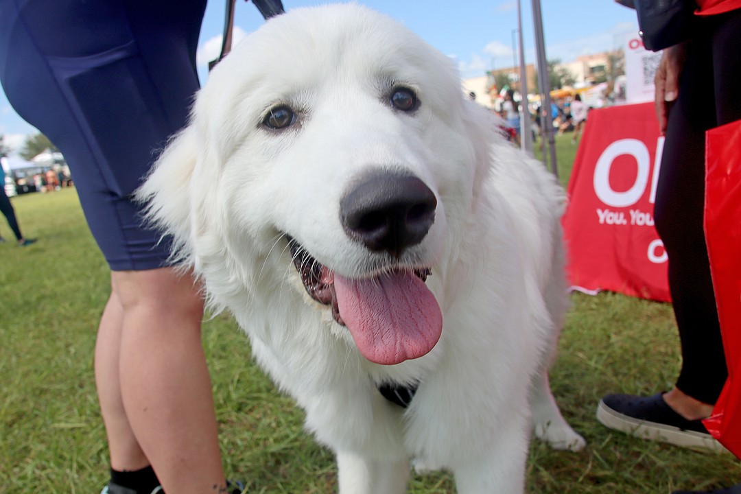 PHOTOS: Horizon West Pet Fest 2024 | West Orange Times & Observer