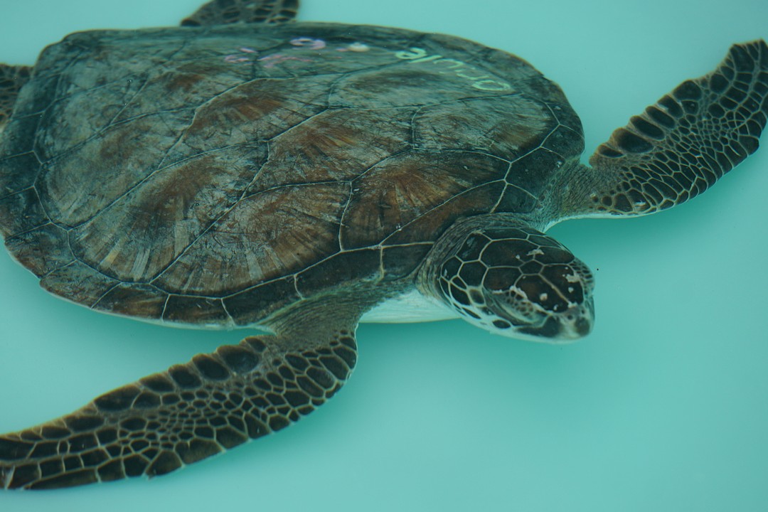 Cold-stunned turtles receive specialized care at Mote Marine | Your ...