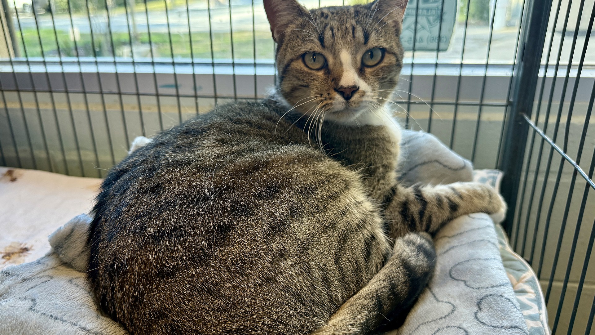 Flagler Humane Society Pets of the Week for Feb. 1. | Observer Local News
