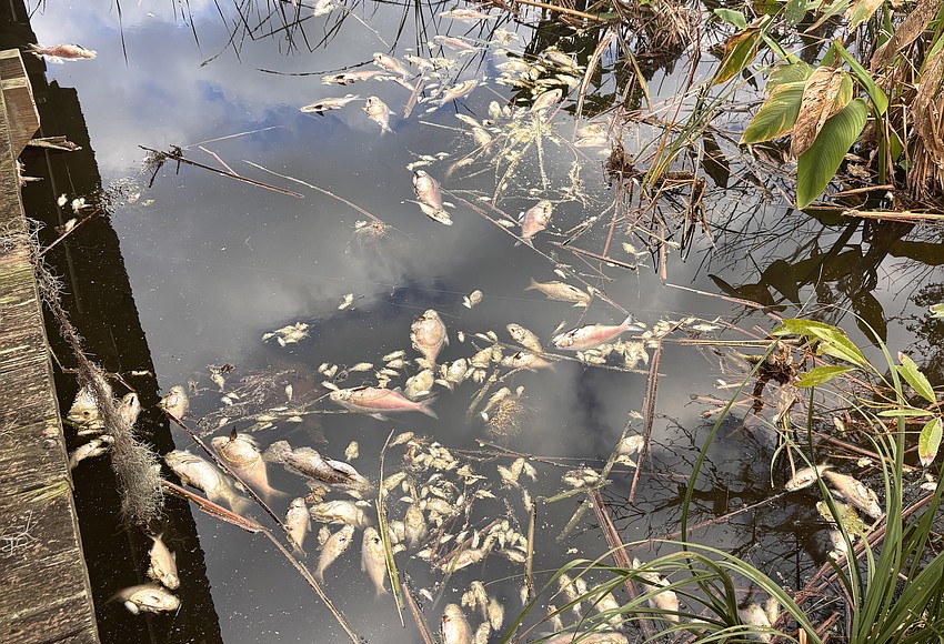 Fish kill likely attributed to weather | West Orange Times & Observer