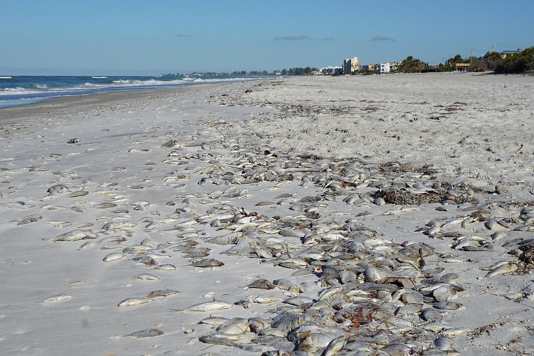 Red tide effects pop up on Longboat Key beaches | Your Observer