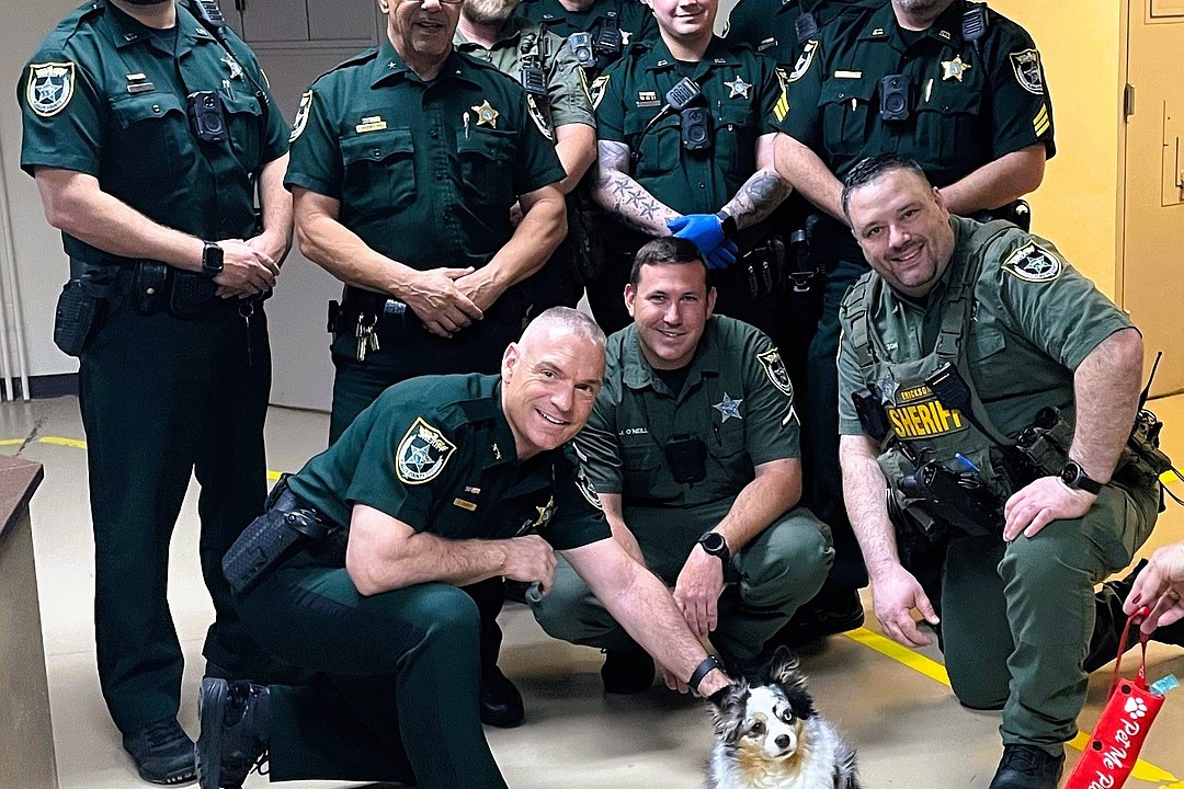 FCSO introduces therapy K-9 for detention deputies | Observer Local ...