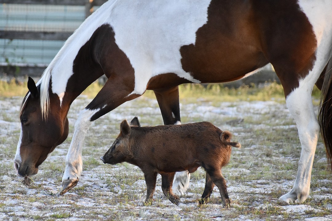 Myakka hog and horse make unlikely pair | Your Observer
