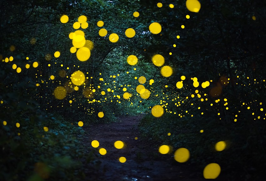 Search for fireflies at Oakland Nature Preserve | West Orange Times & Observer