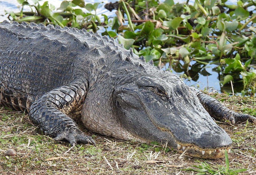 Alligator mating season has begun | West Orange Times & Observer