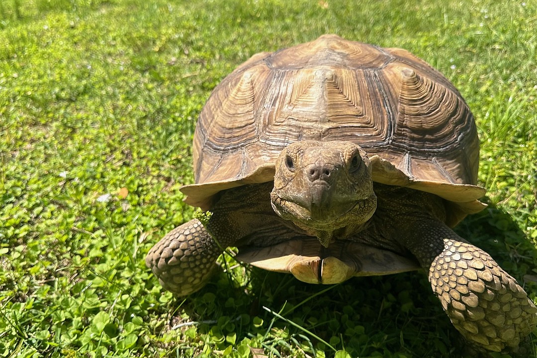 Beloved tortoise returns home after five days on the loose | Your Observer