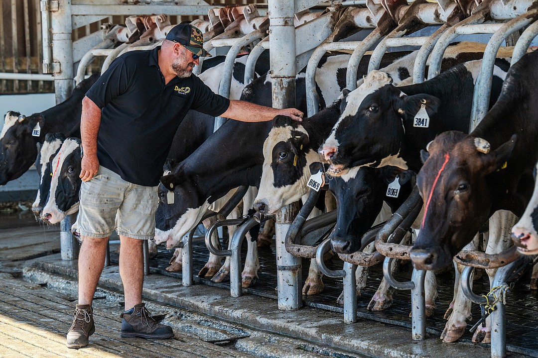 At Dakin Dairy Farms, four brothers tend to cows, kin and a vanishing ...
