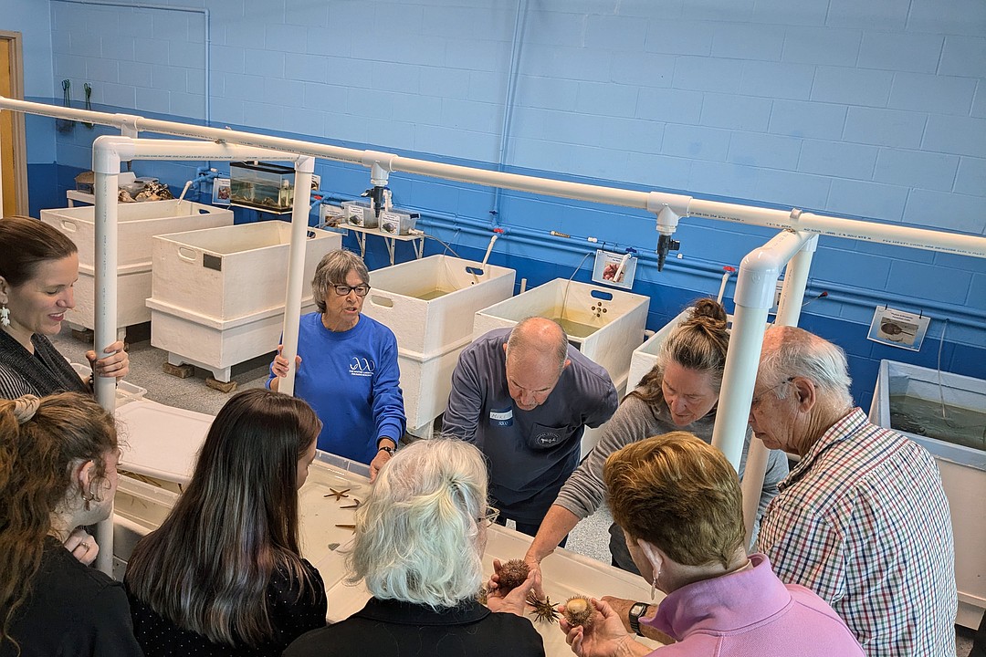 A Day at the Whitney Lab adds adult pilot program | Observer Local News ...