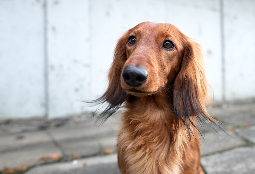 Great Wiener Walk plans event in downtown Winter Garden | West Orange ...