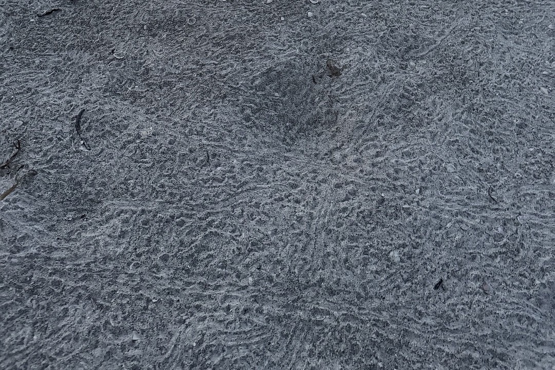 Turtle hatch begins on Longboat Key | Your Observer