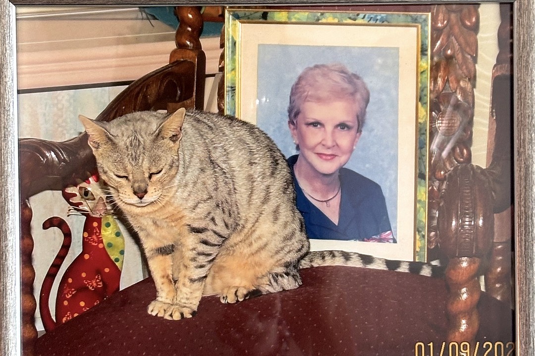 Pioneering female Air Force pilot mourned by her wild cat | Observer ...