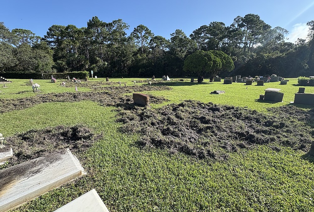 Wild hogs haunt the grounds at Craig Flagler Palms cemetery, upturning ...