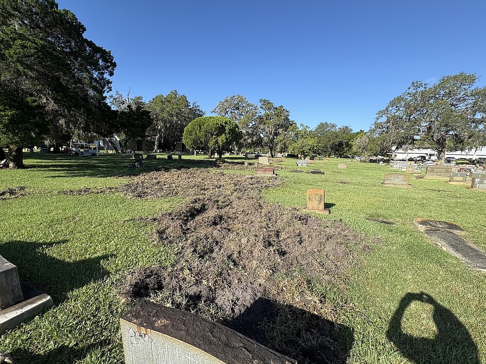Wild hogs haunt the grounds at Craig Flagler Palms cemetery, upturning ...