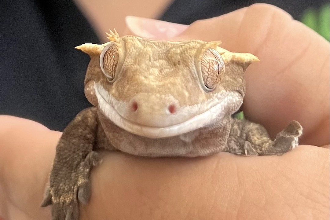 My View: First rule of owning a pet reptile — do your research first. | Observer Local News ...