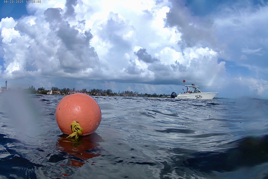 Great Scallop Search yields 20 sightings in Sarasota Bay | Your Observer