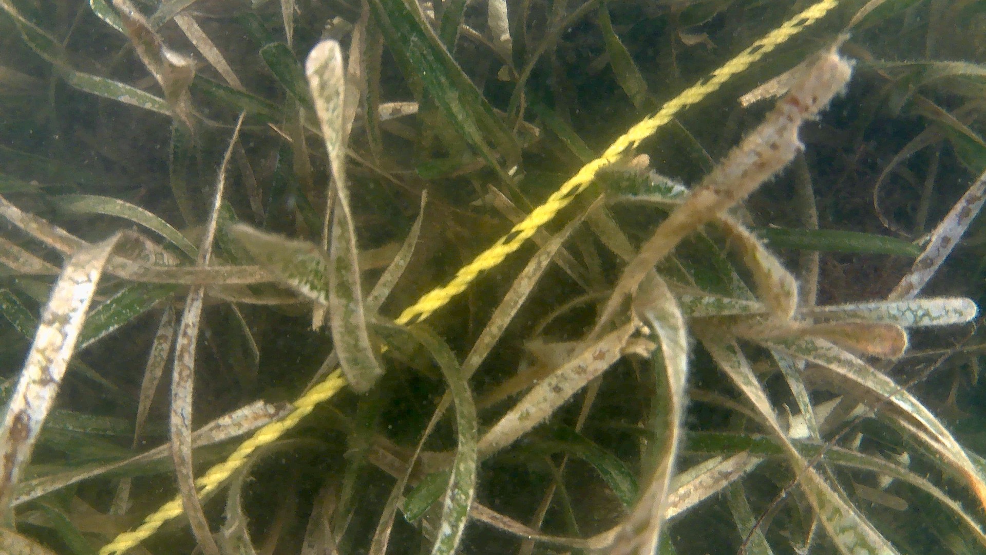 Great Scallop Search yields 20 sightings in Sarasota Bay | Your Observer