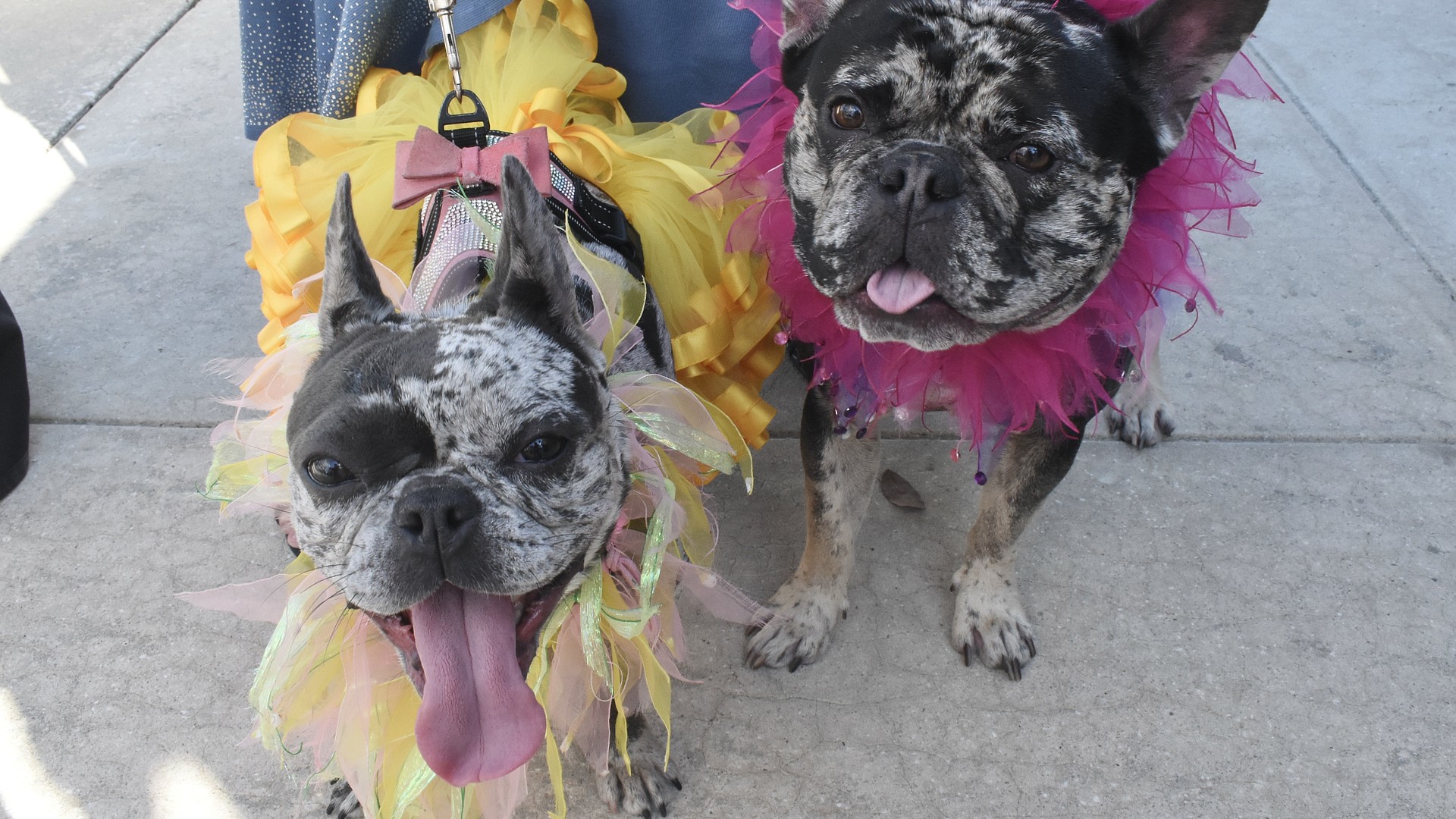 Artists showcase unique creations at St. Armands Art Festival | Your ...