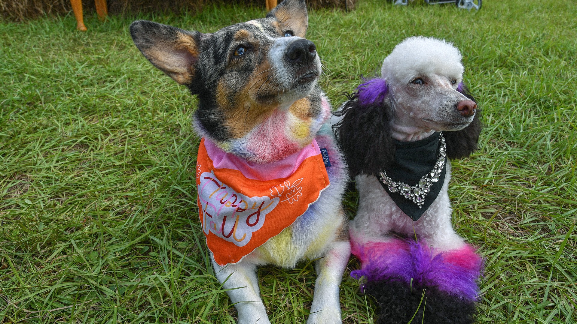 PHOTOS: Horizon West Pet Fest | West Orange Times & Observer