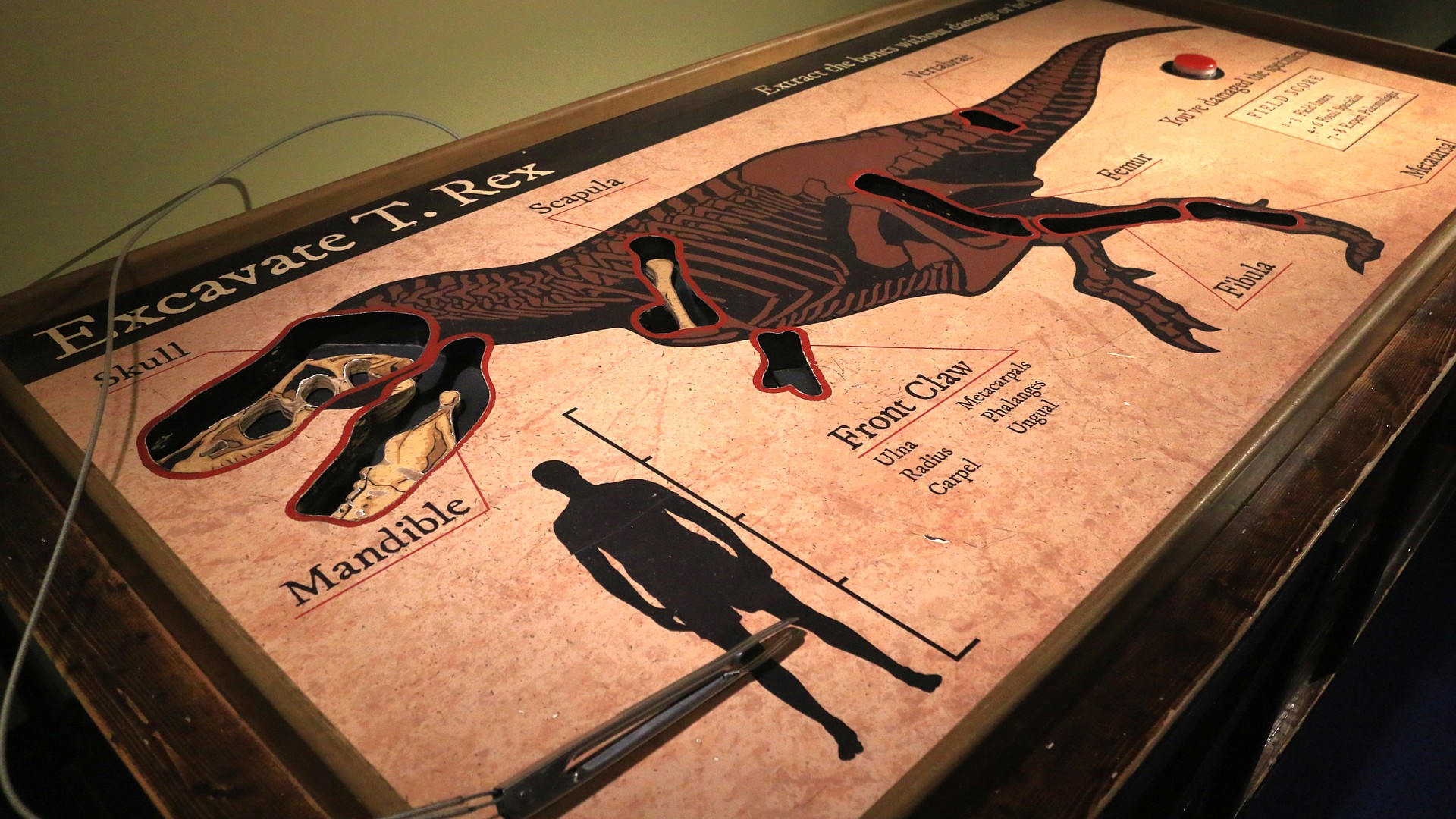 Expedition: Dinosaurs at Daytona Beach MOAS bring the prehistoric era ...