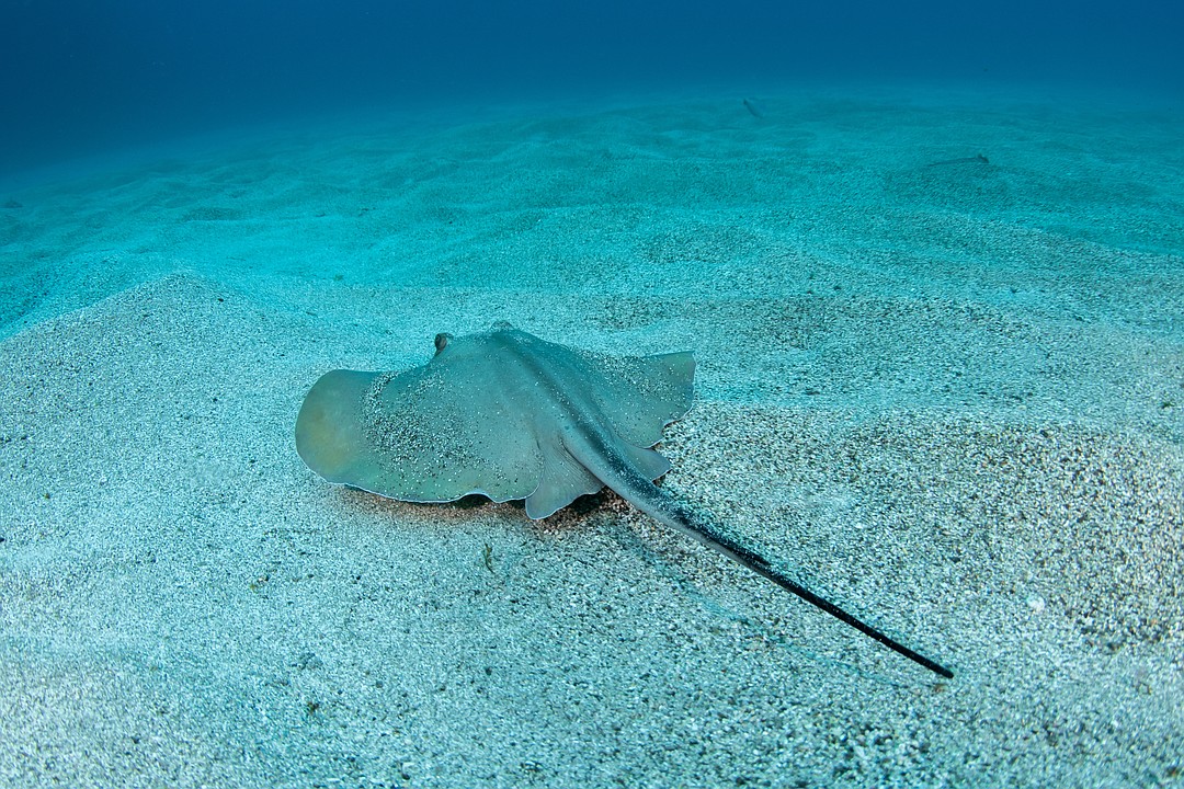 Stingray injuries on Longboat Key rise in October | Your Observer