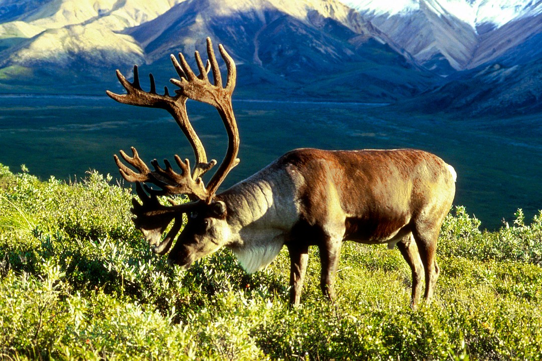 Beyond Santa's sleigh, reindeer are facing a real-life crisis ...