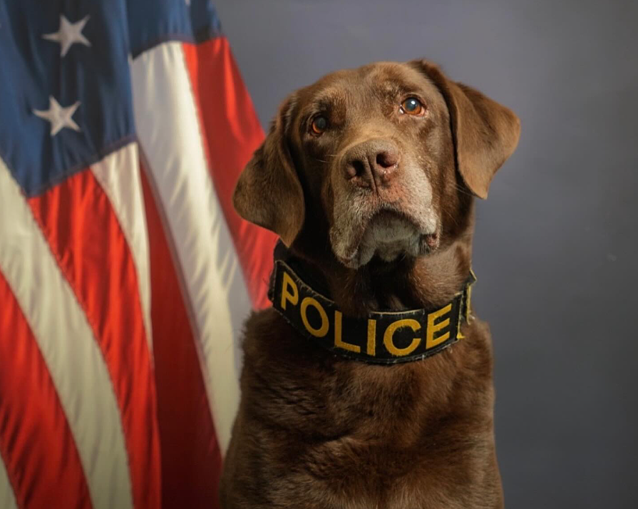 Daytona Beach Police K-9 Brumer dies on Jan. 3 | Observer Local News ...