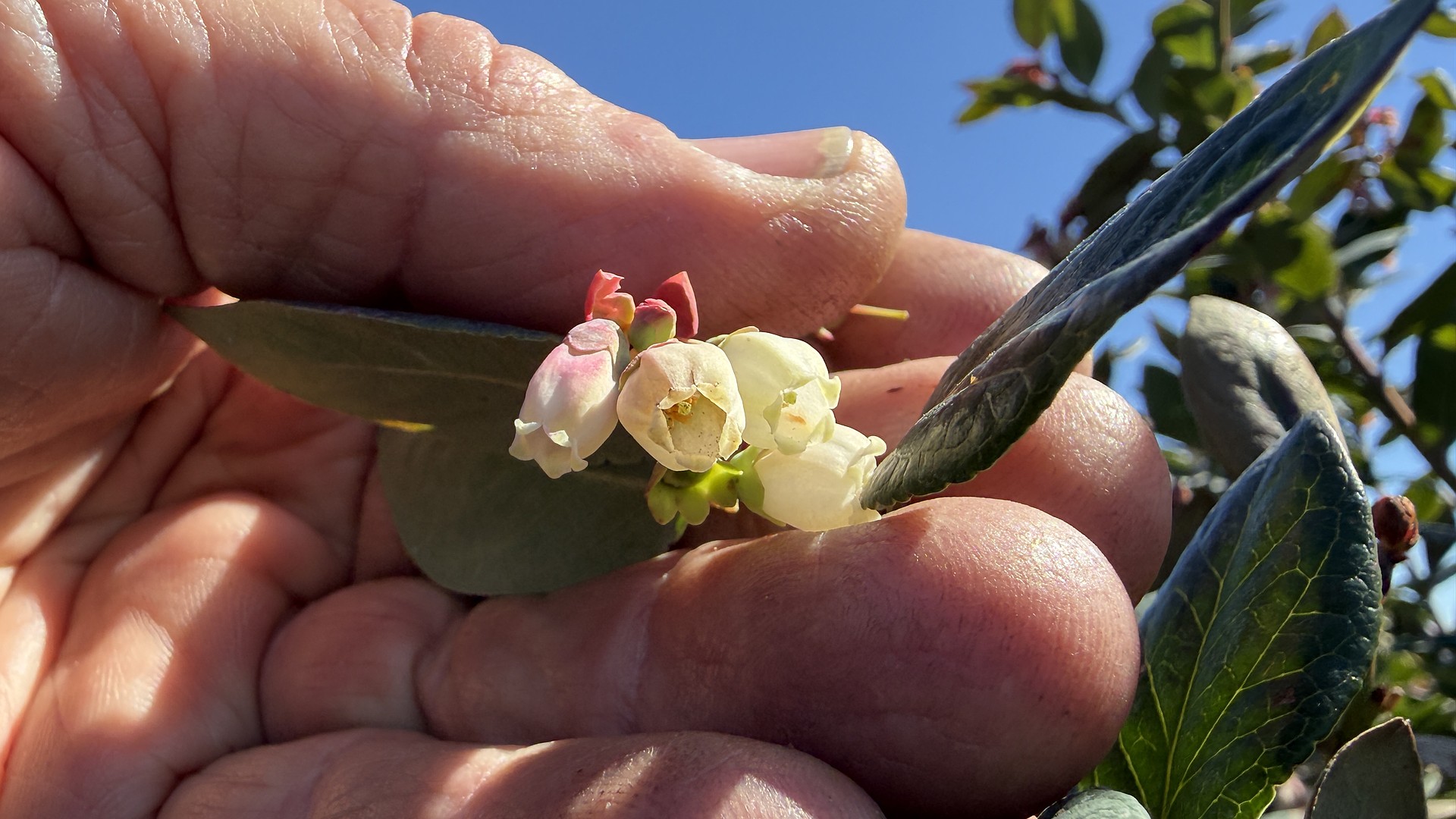 Frigid temperatures hit Southern Hill Farms hard | West Orange Times ...
