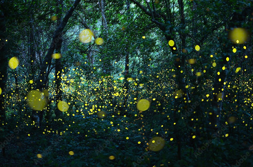 ONP to host firefly self-guided hike | West Orange Times & Observer