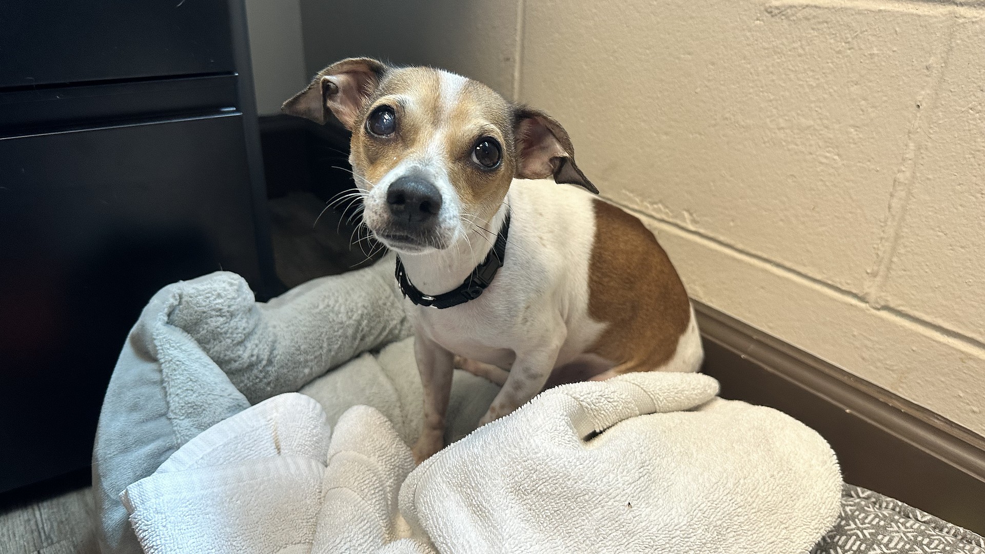 Animals rescued from disturbing Palm Coast case now getting second ...